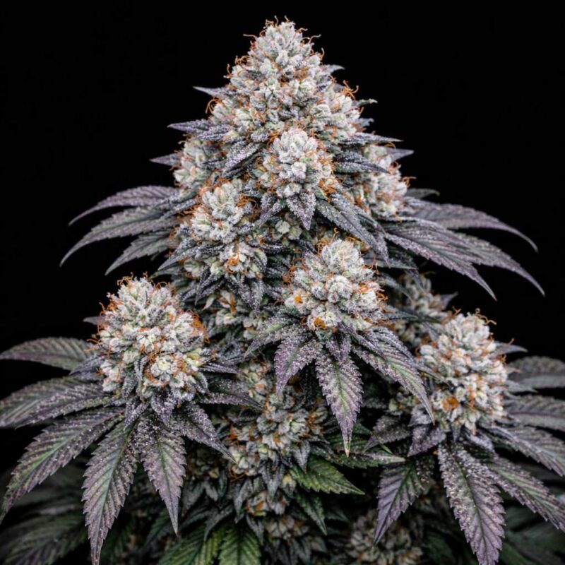 Double Runtz Strain Genetics, Lineage & Family Tree | Strain Ancestry